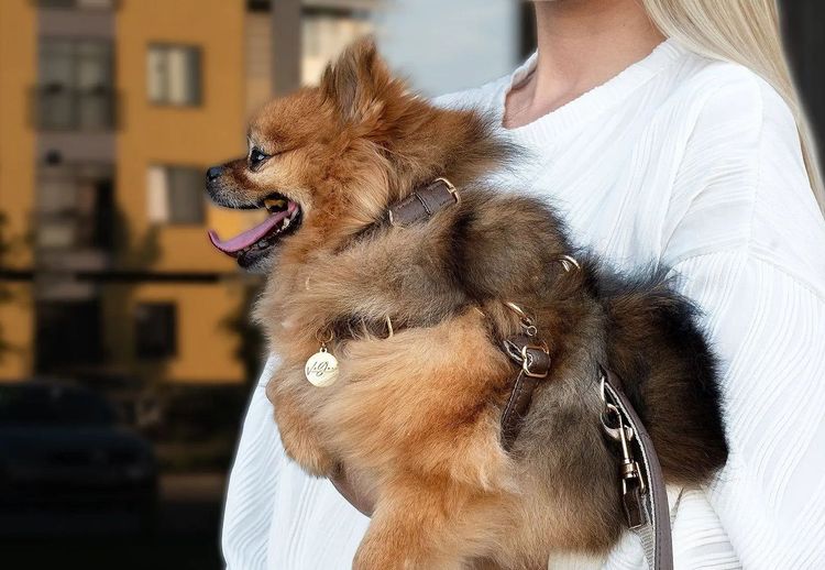 Vegari: Leading the way in sustainable and posh animal accessories