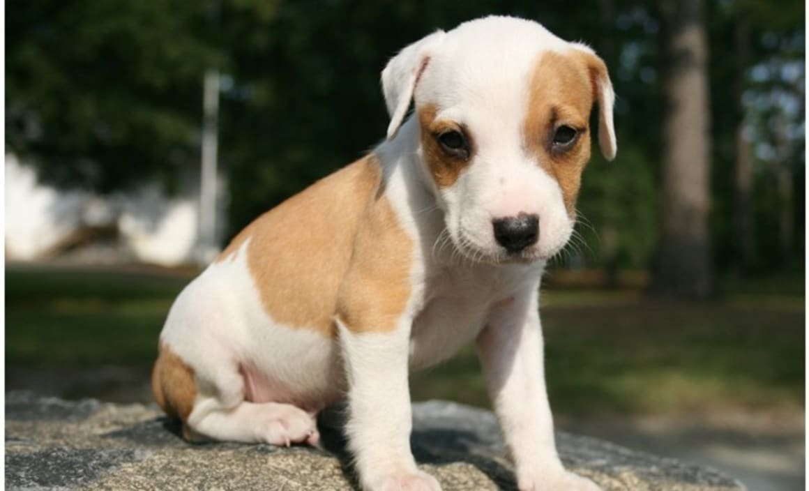 Poll: Are dog owners better tenants?