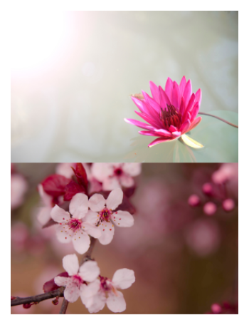 Colourful Top Trending Flower's Design - Frankly Wearing