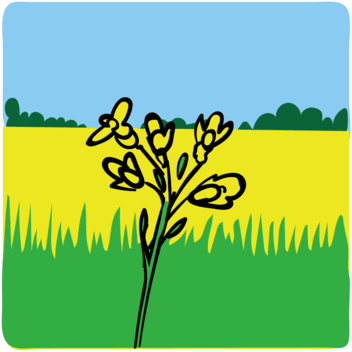 rapeseed