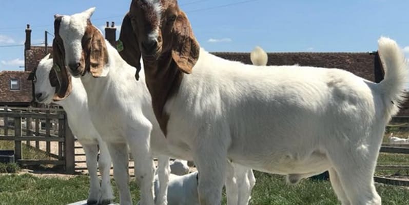 Heritage Breed Meat - Real Food Hub