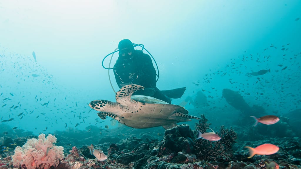 Dive Nusa Penida - Pure Dive Resort - Eco Friendly Dive Resort on Nusa ...