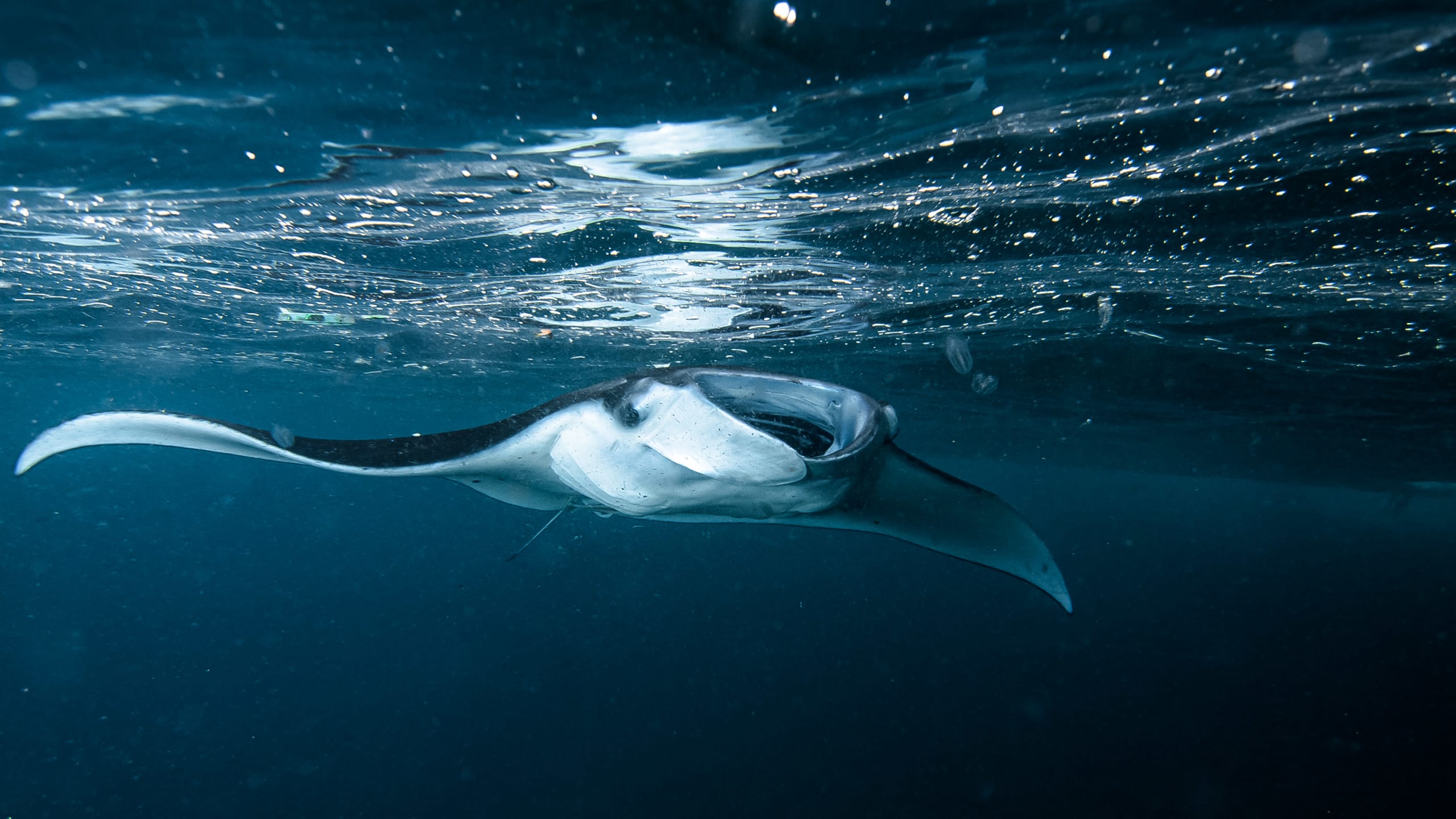 Nusa Penida Diving Prices - Pure Dive Resort - Eco Friendly Dive Resort ...