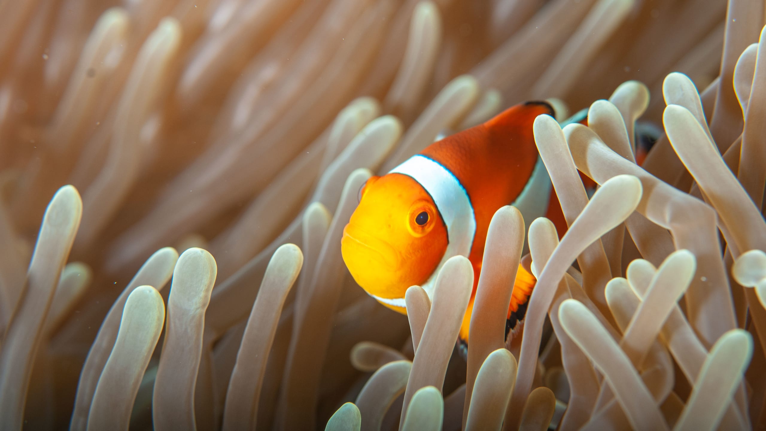 Penida Diving Gallery - Pure Dive Resort - Eco Friendly Dive Resort on ...