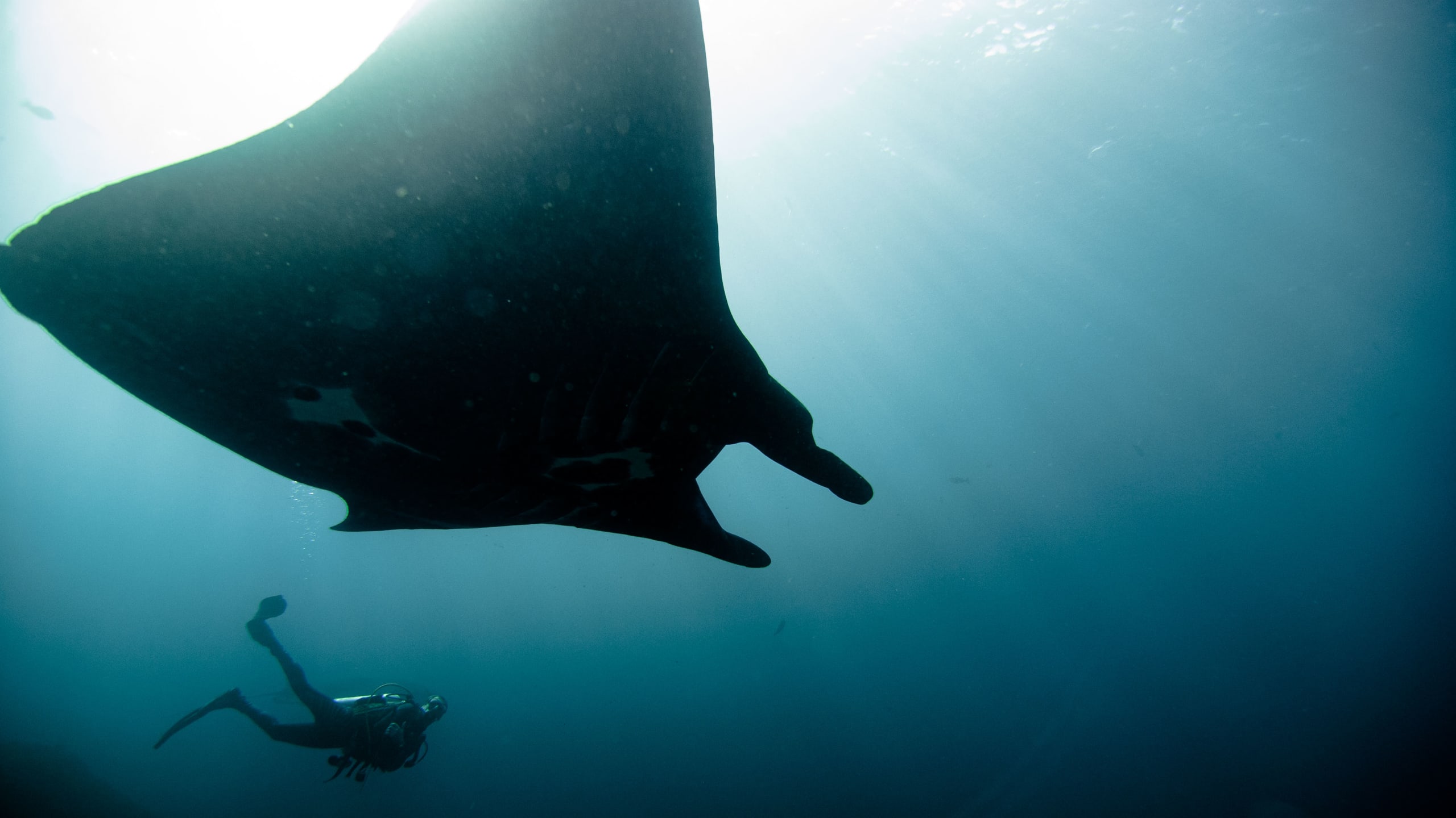 Penida Diving Gallery - Pure Dive Resort - Eco Friendly Dive Resort on ...