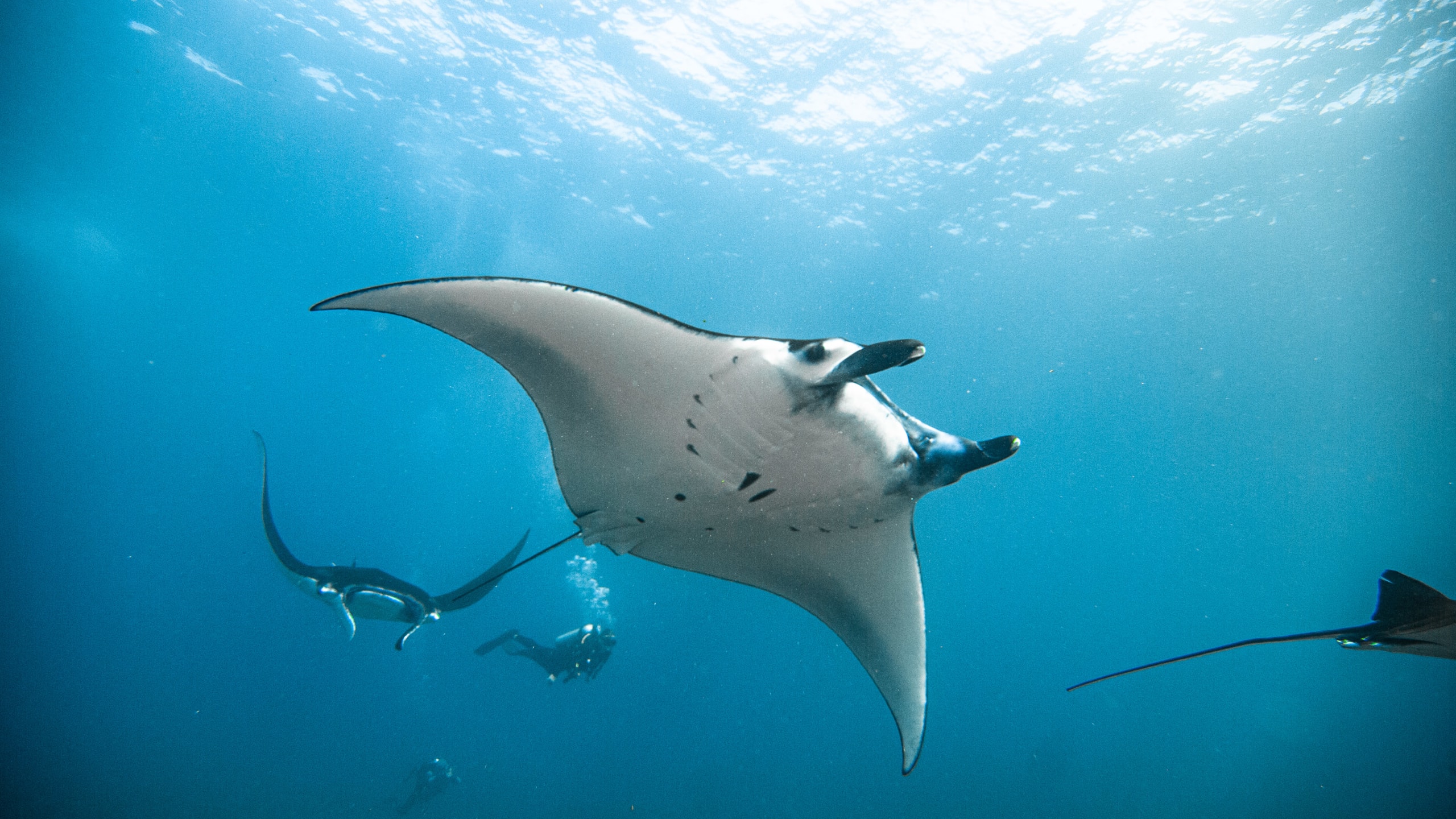 Penida Diving Gallery - Pure Dive Resort - Eco Friendly Dive Resort on ...