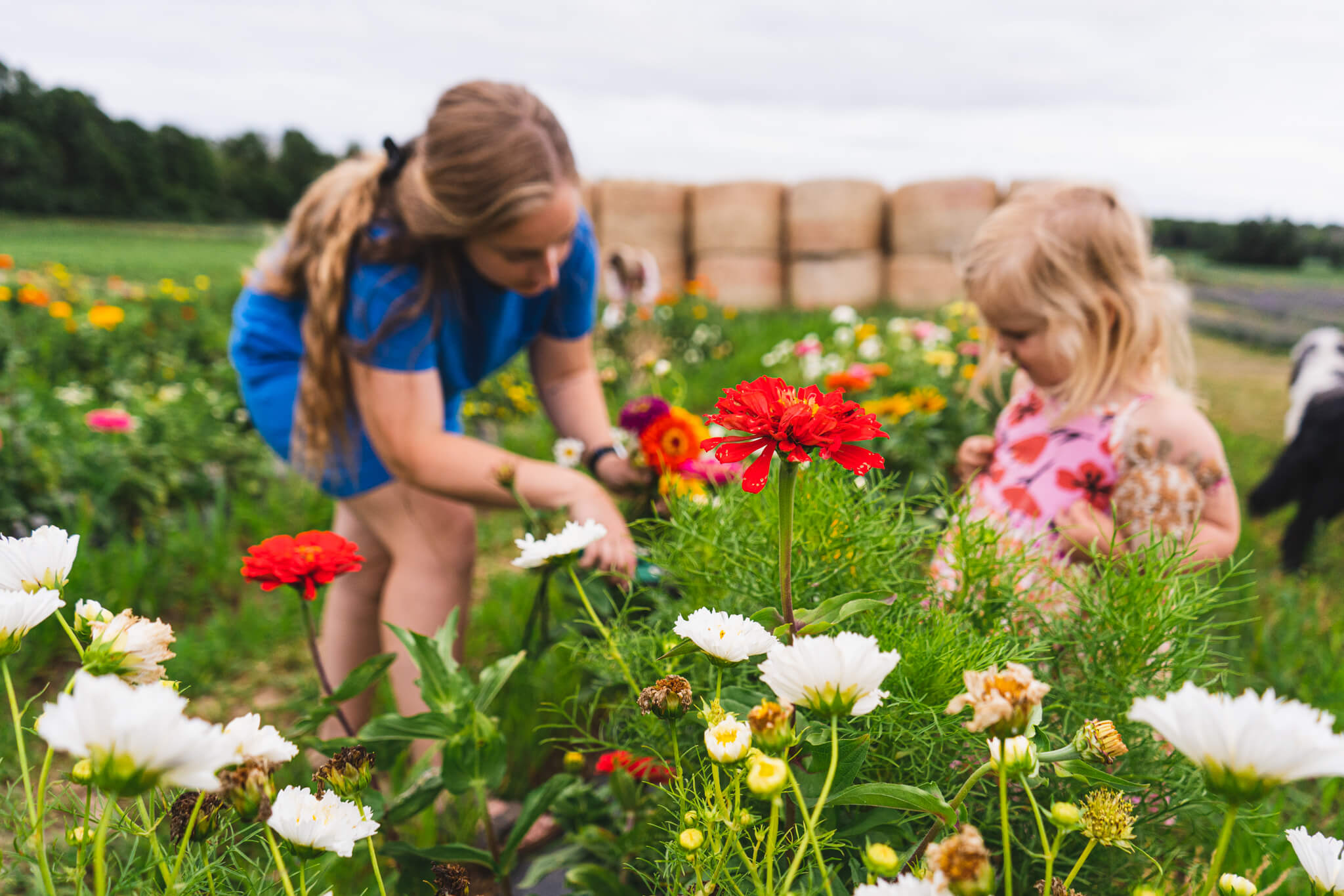 Pingle's Farm Market - FarmLiaison