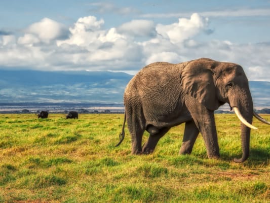 7 Jours Au Pays Des Eléphants | ease.cm