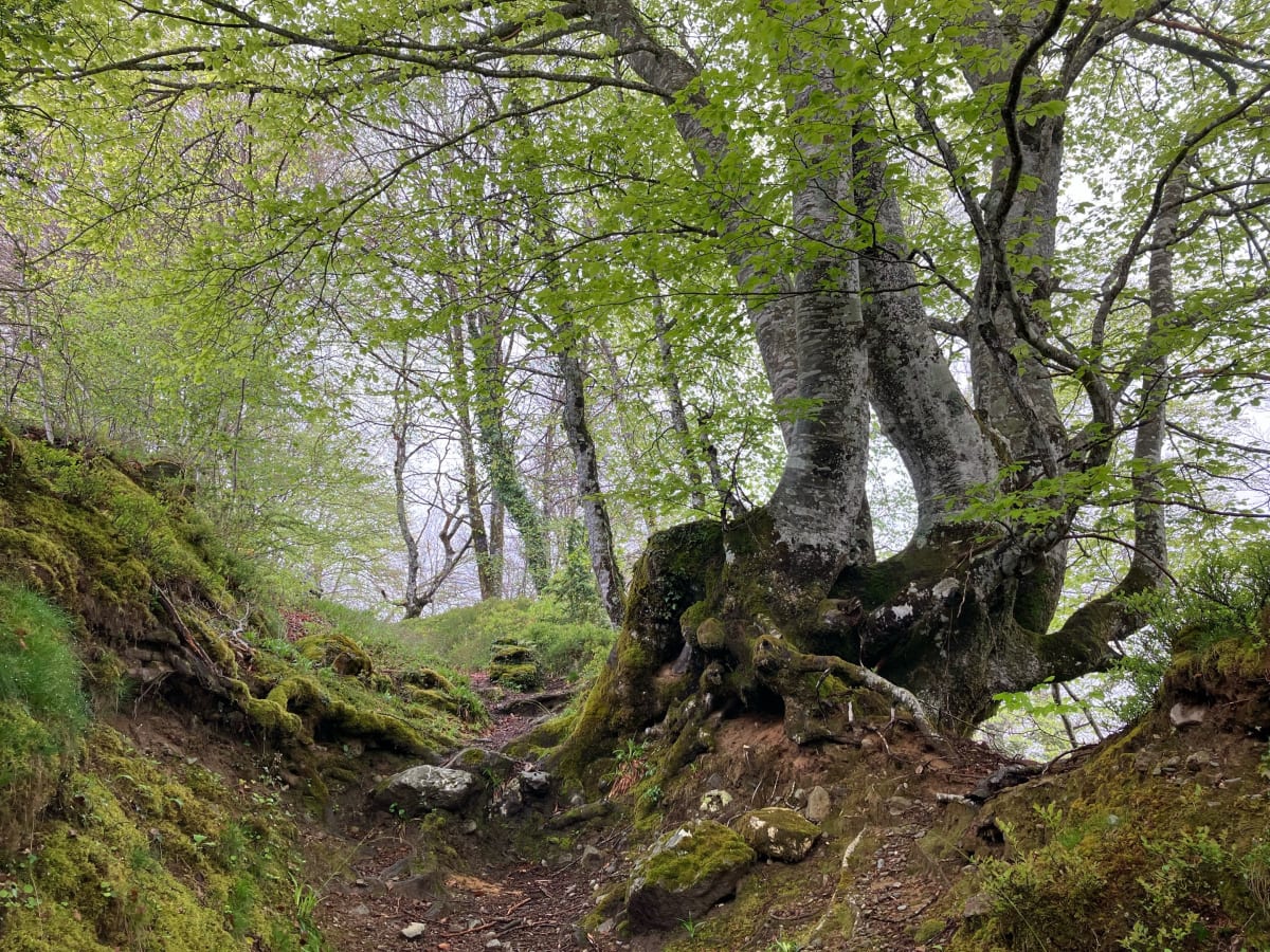 Cascade de Séris depuis Laruns - forêt et vues superbes