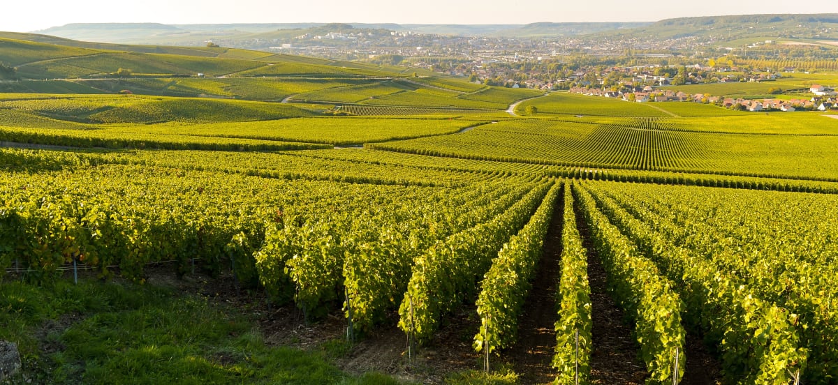 Randonnées dans la Marne