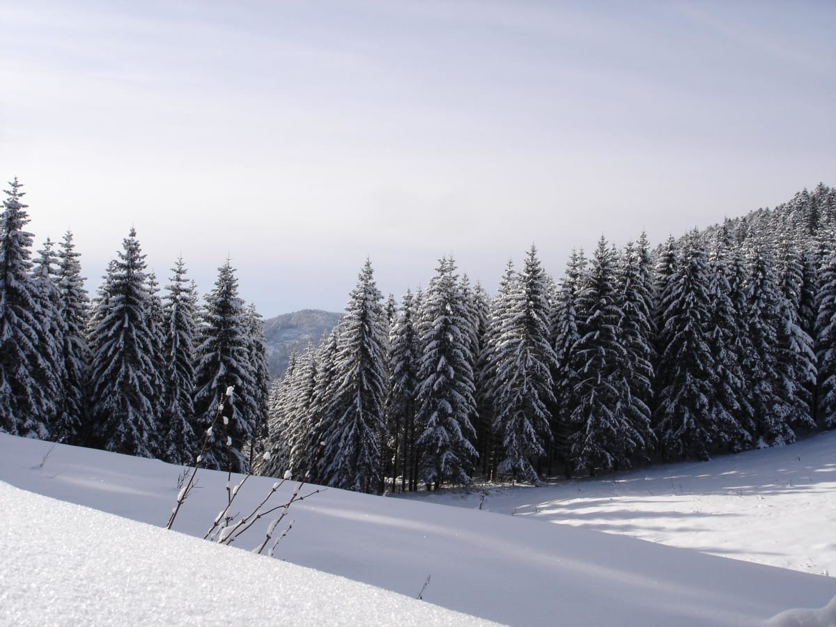 Etang du Devin et sortie fraîcheur en forêt