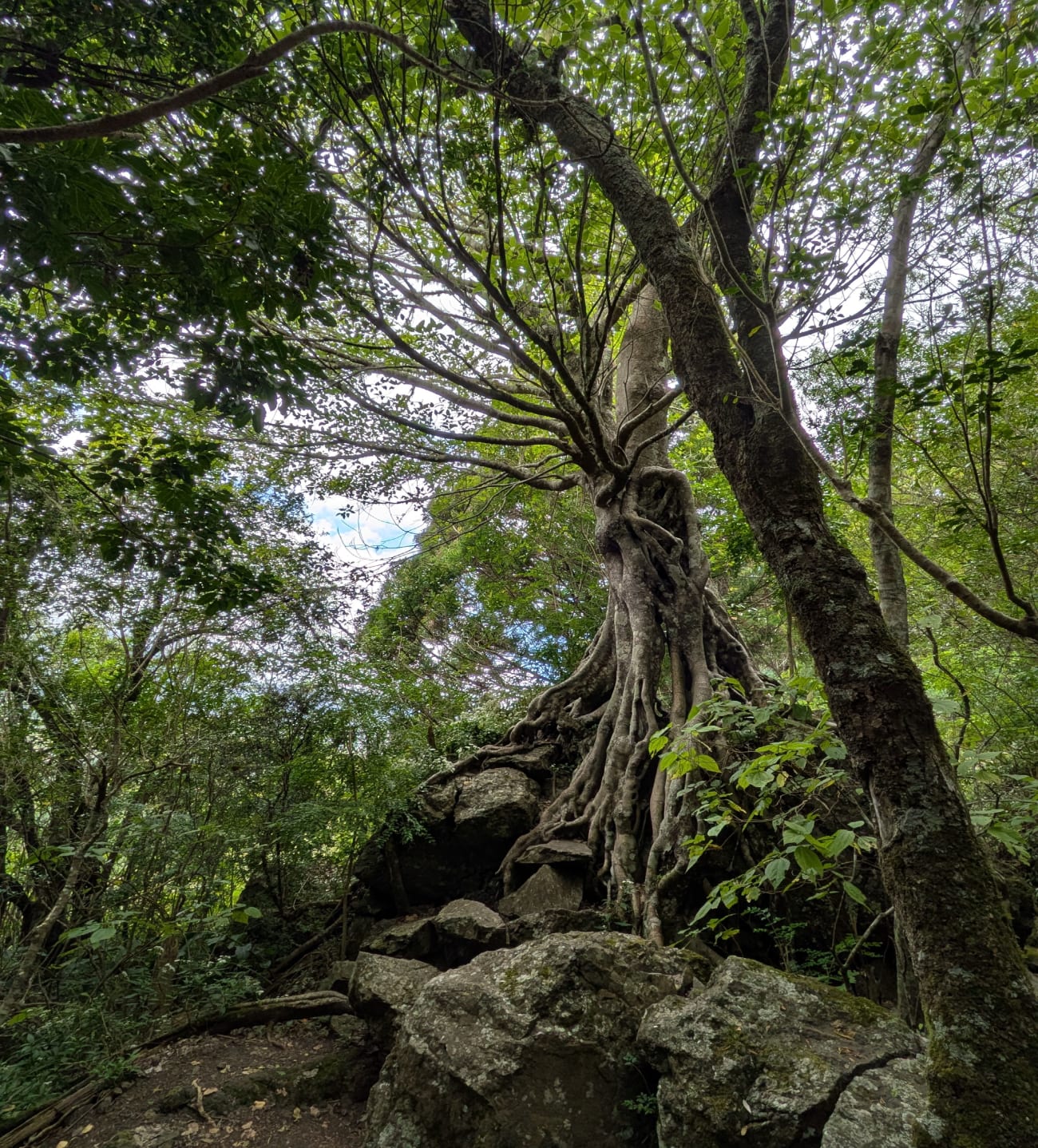 Roche Merveilleuse : rando panoramique sur Cilaos