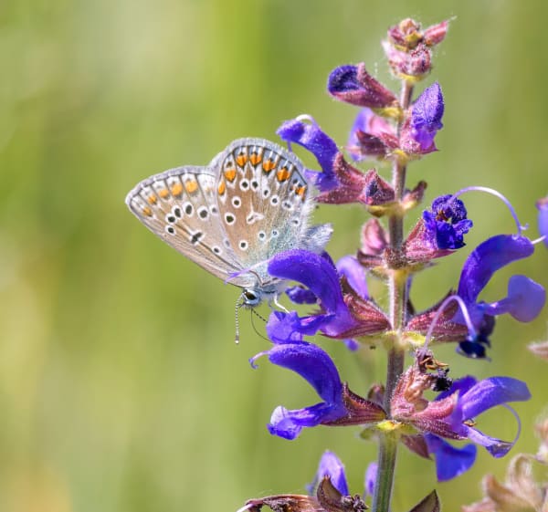 Tour sur le plateau et le Lac d'Estenc, à la source du Var
