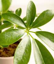 Plant Care Guides | easyplant