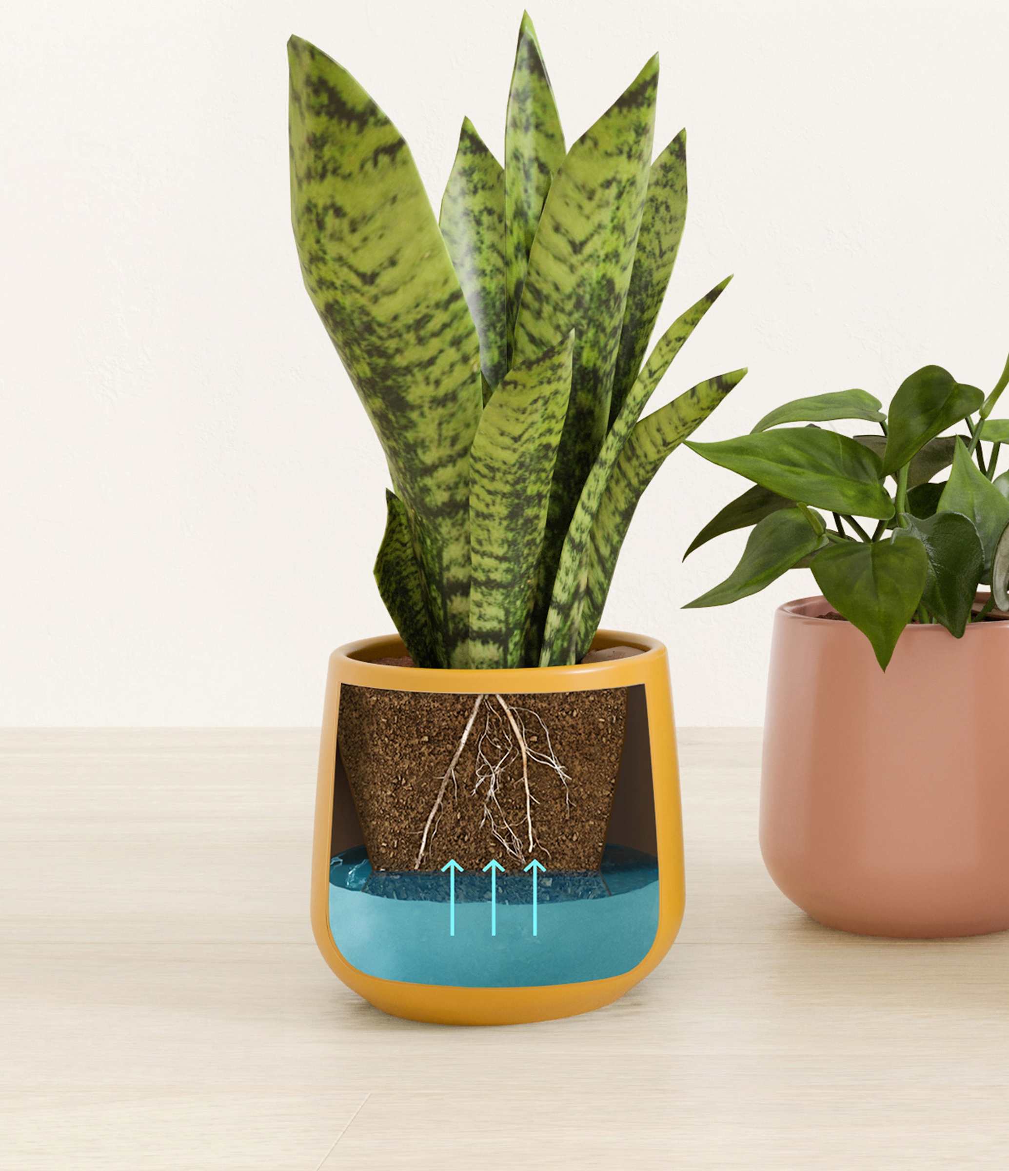 Emerald Trinity Trio of Tropical Plants | easyplant