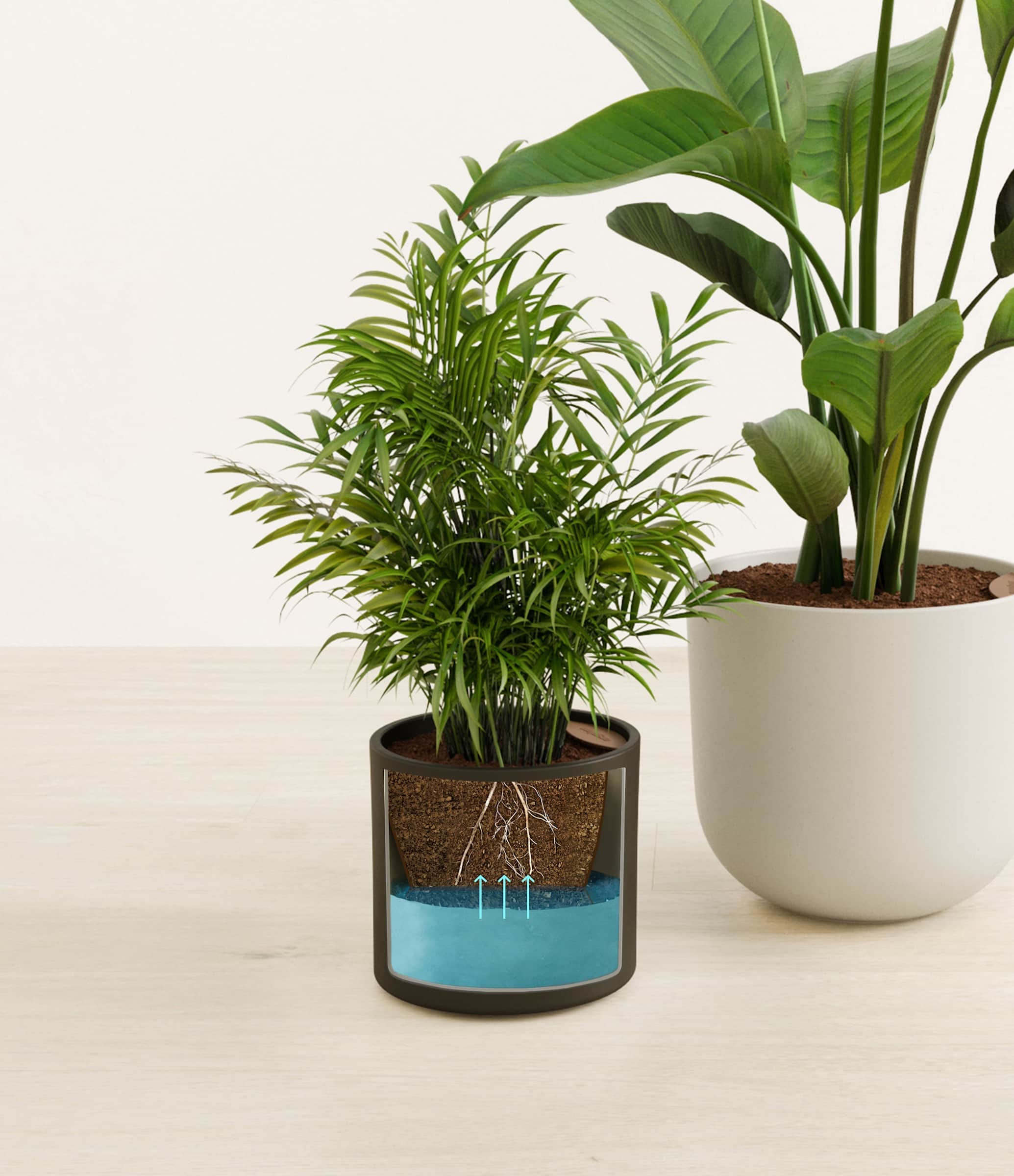 Dazzling Plant Duo | easyplant