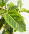 Buy Huge Ficus Altissima | easyplant