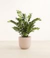 Large Indoor ZZ Plant for Sale | easyplant