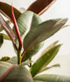 Large Ruby Ficus | easyplant
