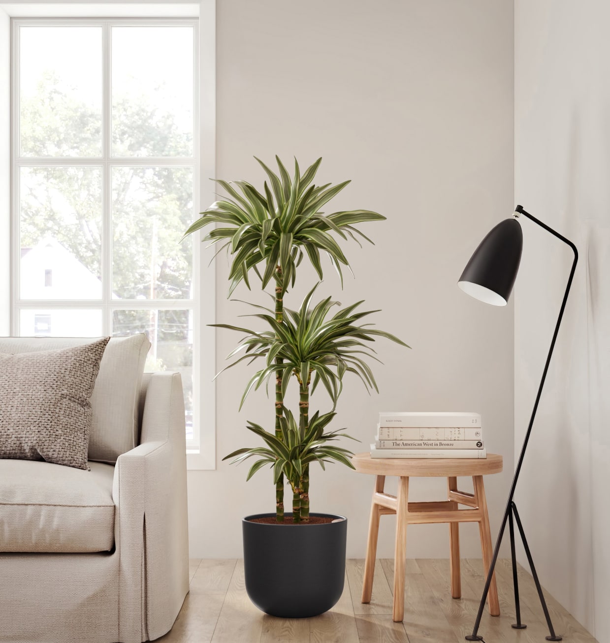 warneck dracaena