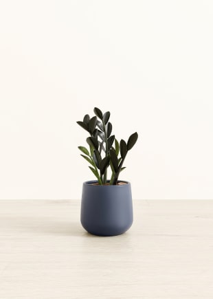 How to Care for Black ZZ Plant | easyplant