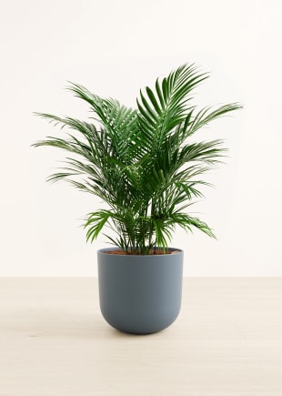 Cat Palm Care | easyplant