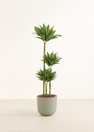 How to Care for Dracaena Janet Craig Plant | easyplant