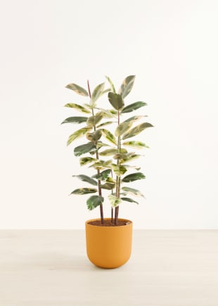 Ficus Tineke Care Guide | easyplant