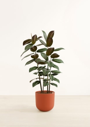Rubber Tree Plant Care | easyplant