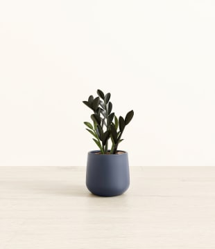 How to Care for Black ZZ Plant | easyplant