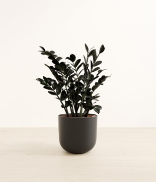 How to Care for Black ZZ Plant | easyplant