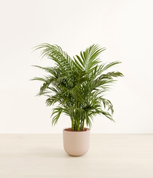 Cat Palm Care | easyplant