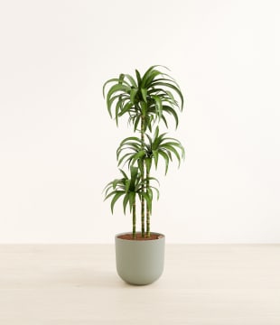 How to Care for Dracaena Janet Craig Plant | easyplant