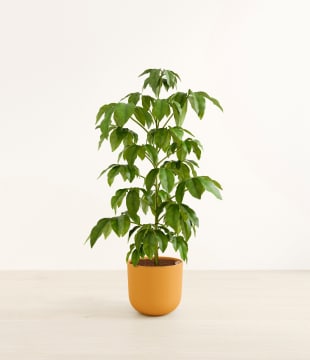 How to Care for a Schefflera Amate Plant