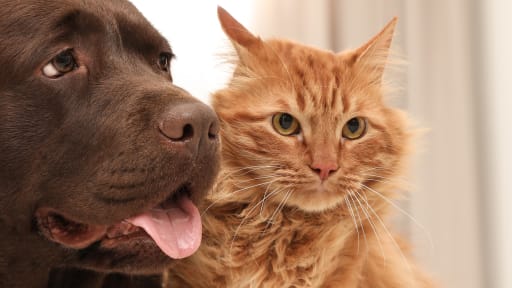 Make your space pet safe with our tips for pet friendly homes