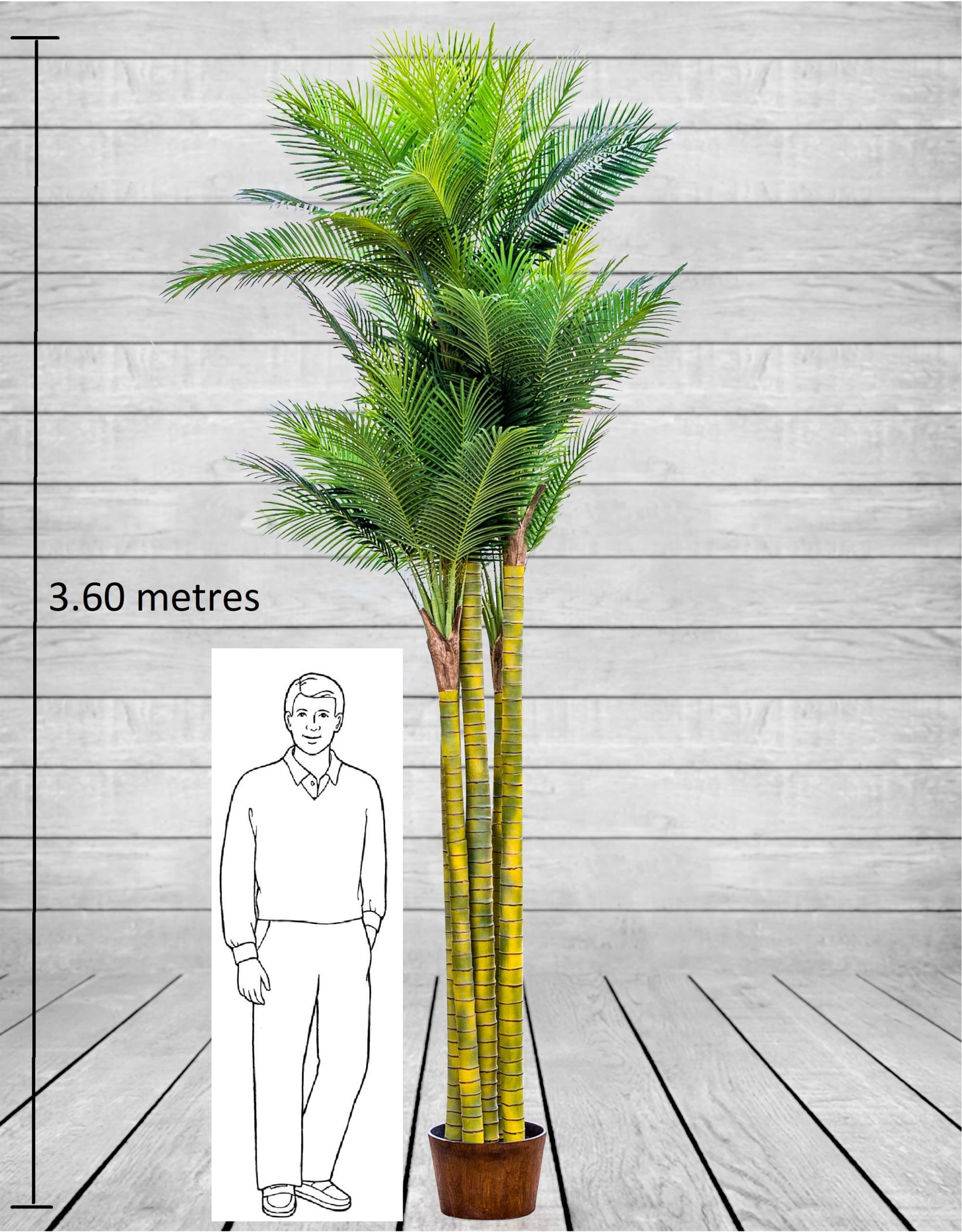 Ornamental Extra Large Palm Trees in Black Pot