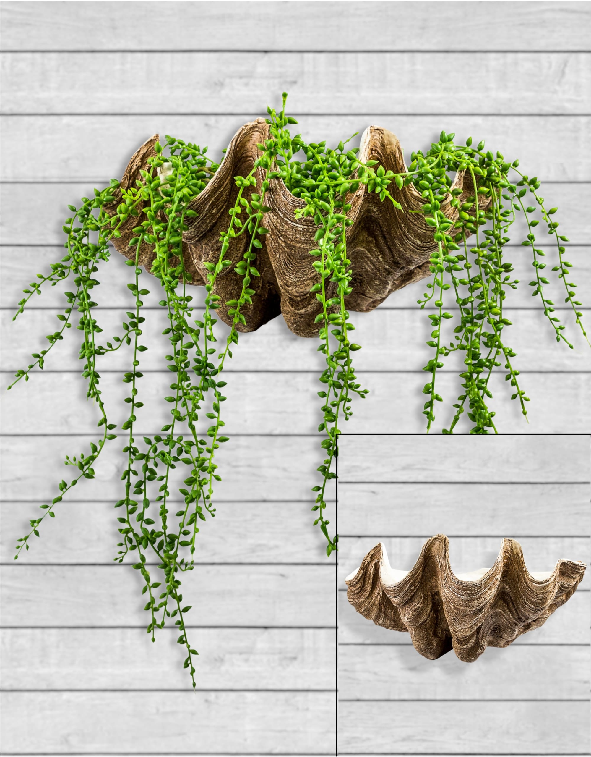 Clam Shell Decorative Wall Shelf/Bowl