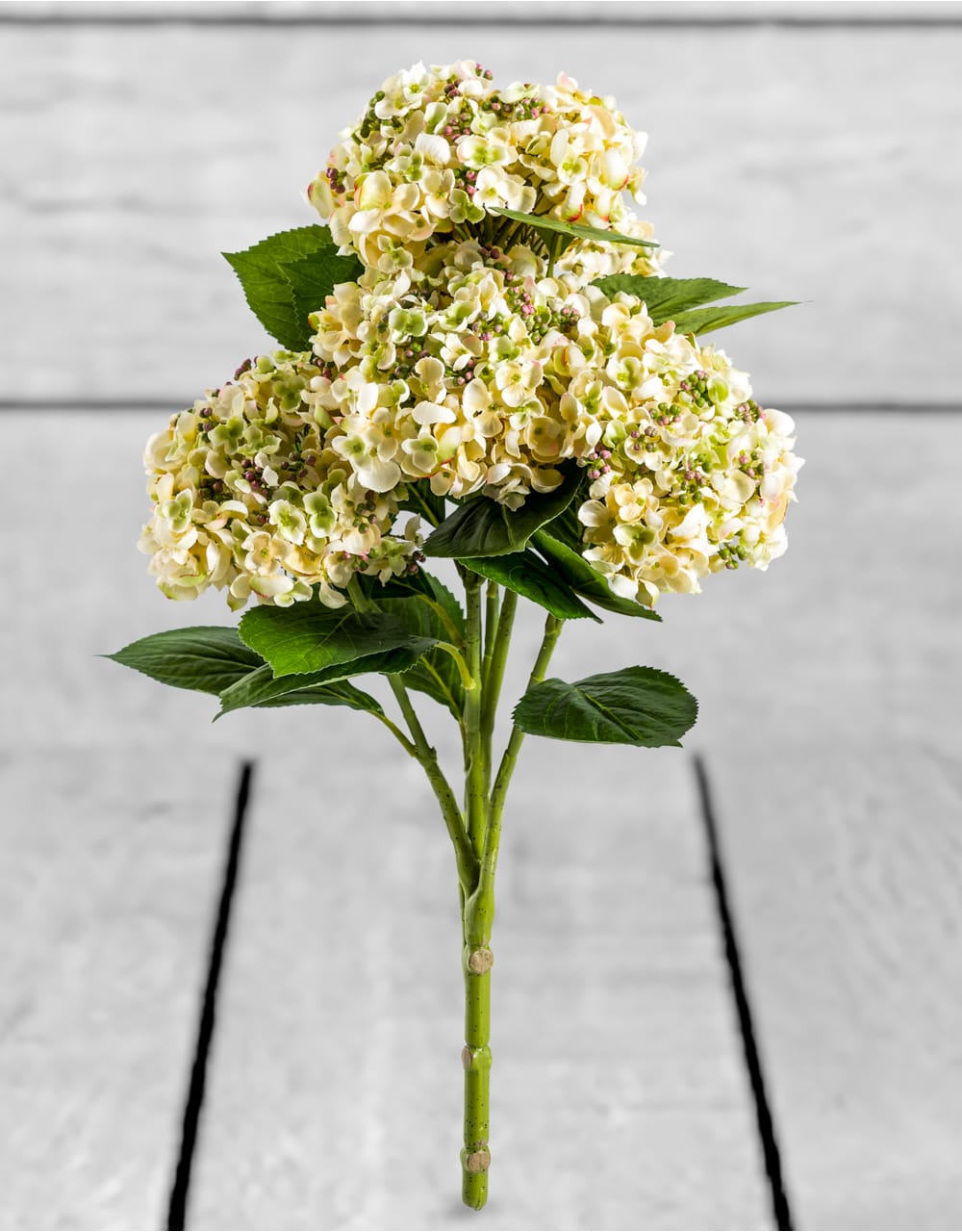 Ornamental Green Hydrangea 5 Flower Stem (to be bought in qtys of 6)
