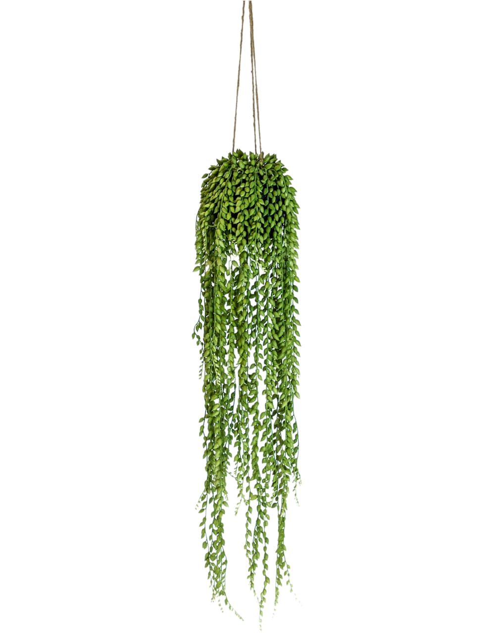 Ornamental Hanging String of Pearls Vine Arrangement (to be bought in ...