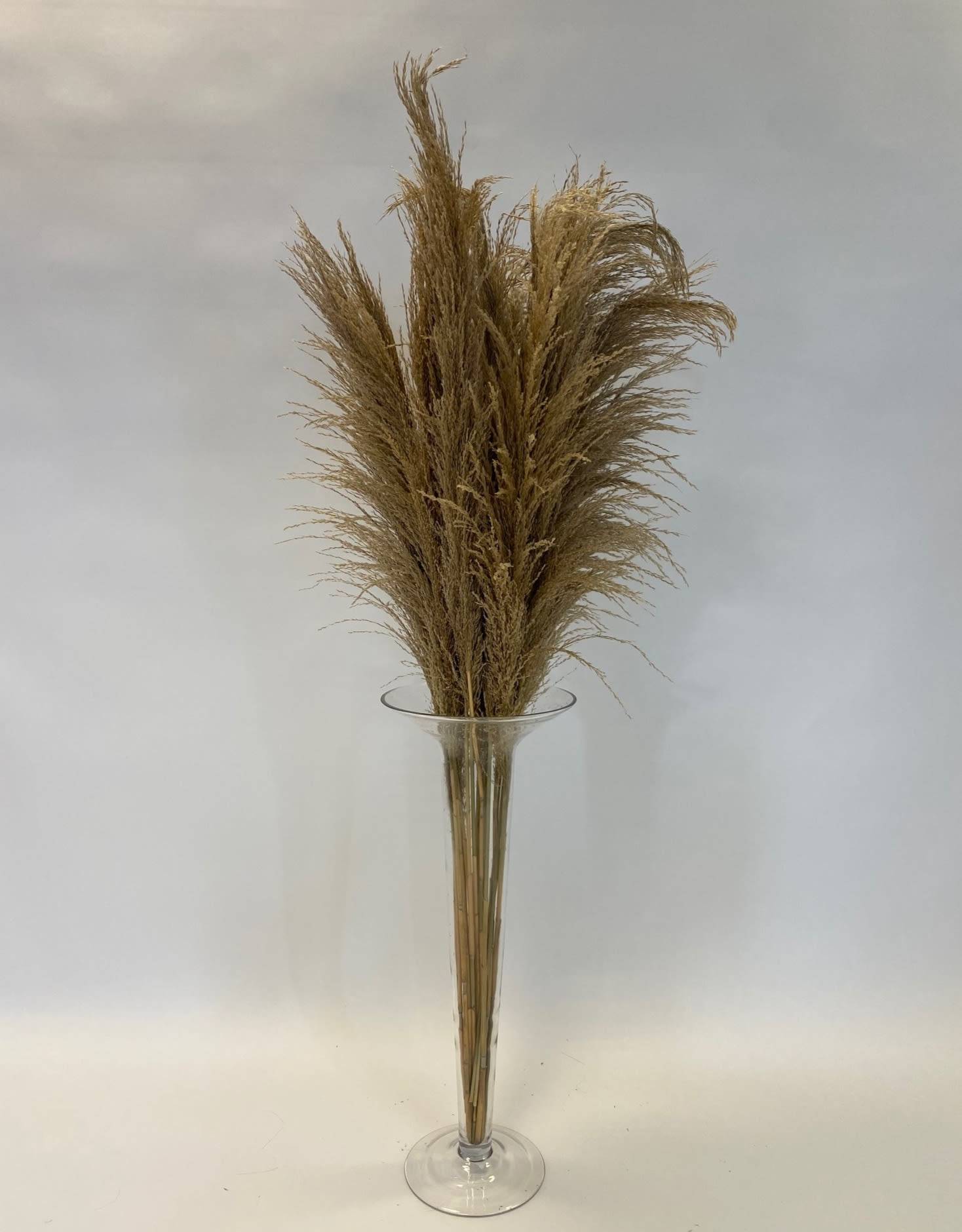 Ornamental Natural Reed Stem (to be bought in qtys of 24)