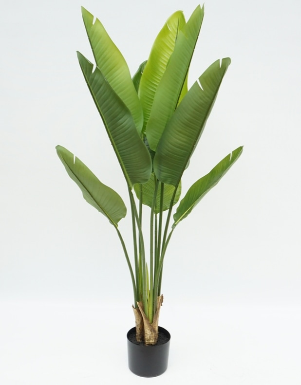 Large Ornamental Strelitzia Reginae Tree