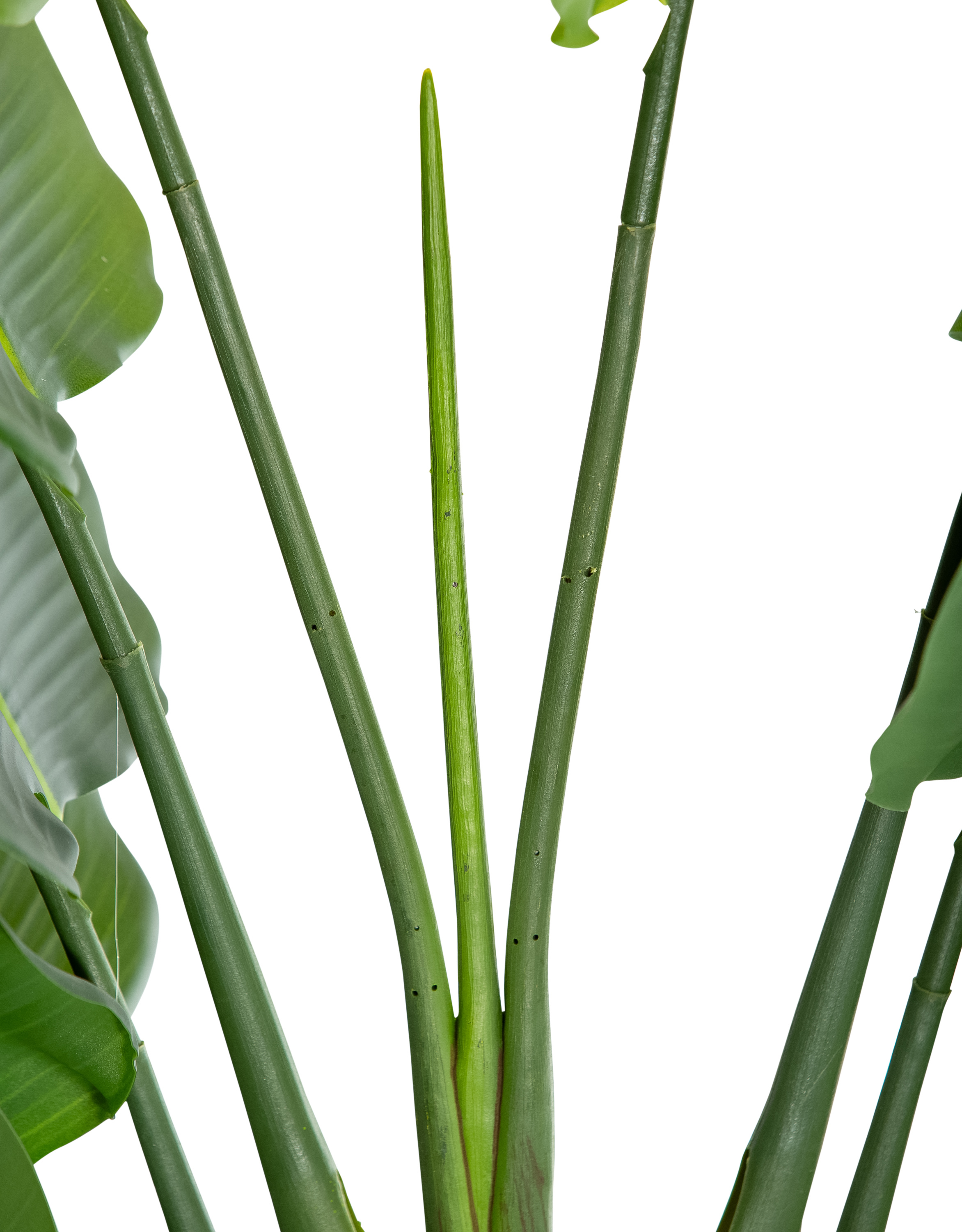 Extra Large Ornamental Strelitzia Tree