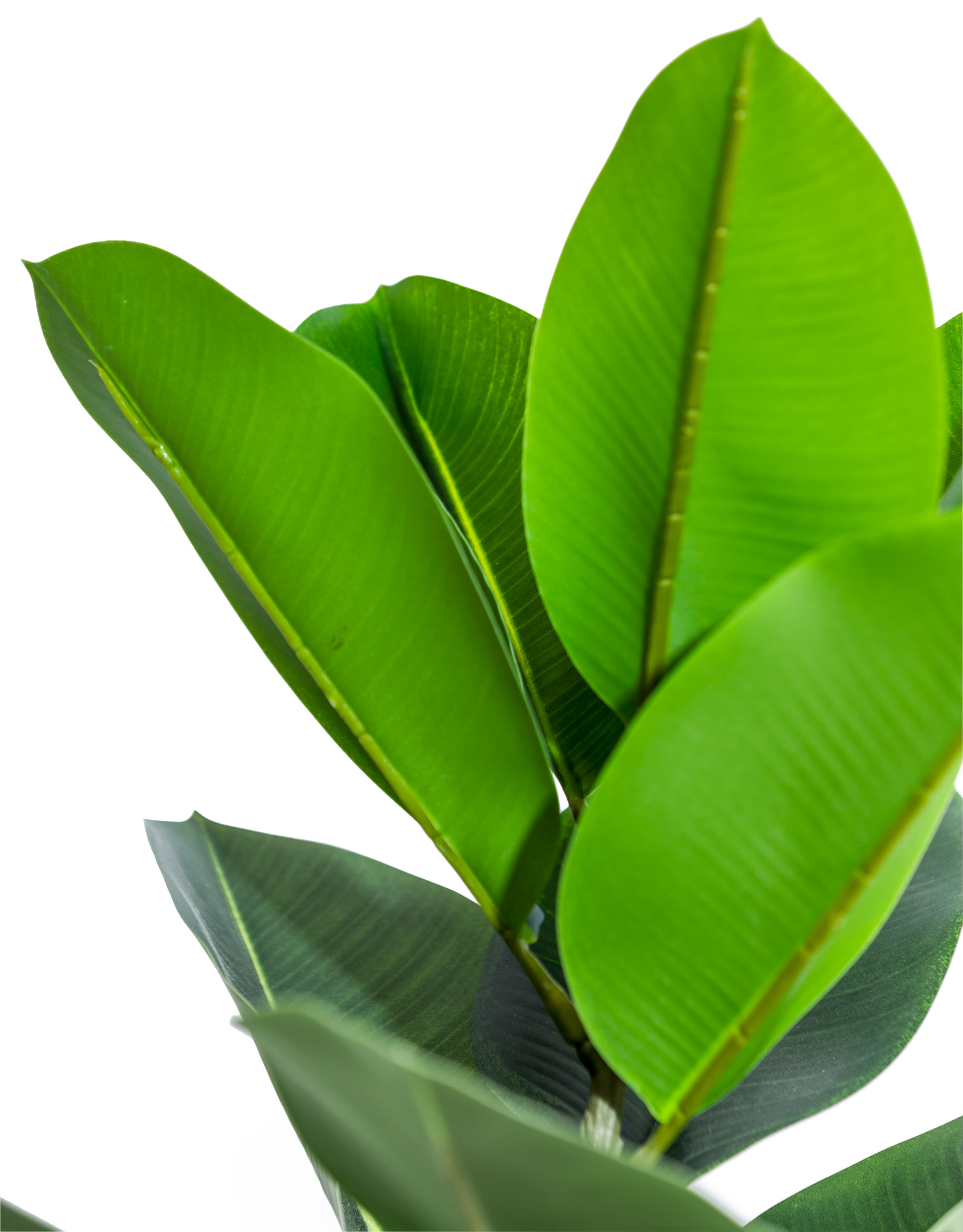 Tall Potted Rubber Plant