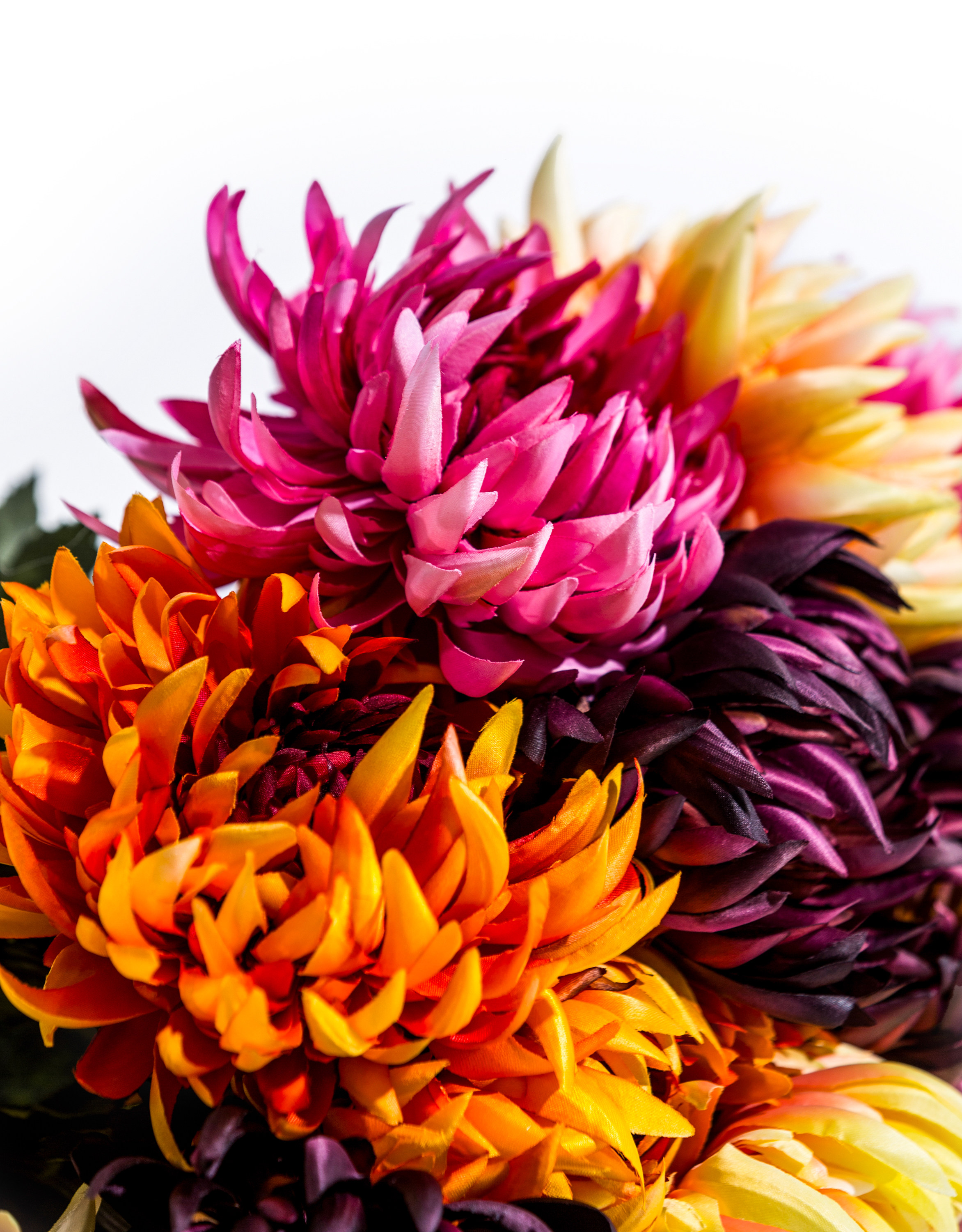 Assorted Mixed Colour Daisy Ball Stems (to be bought in bunches of 12)