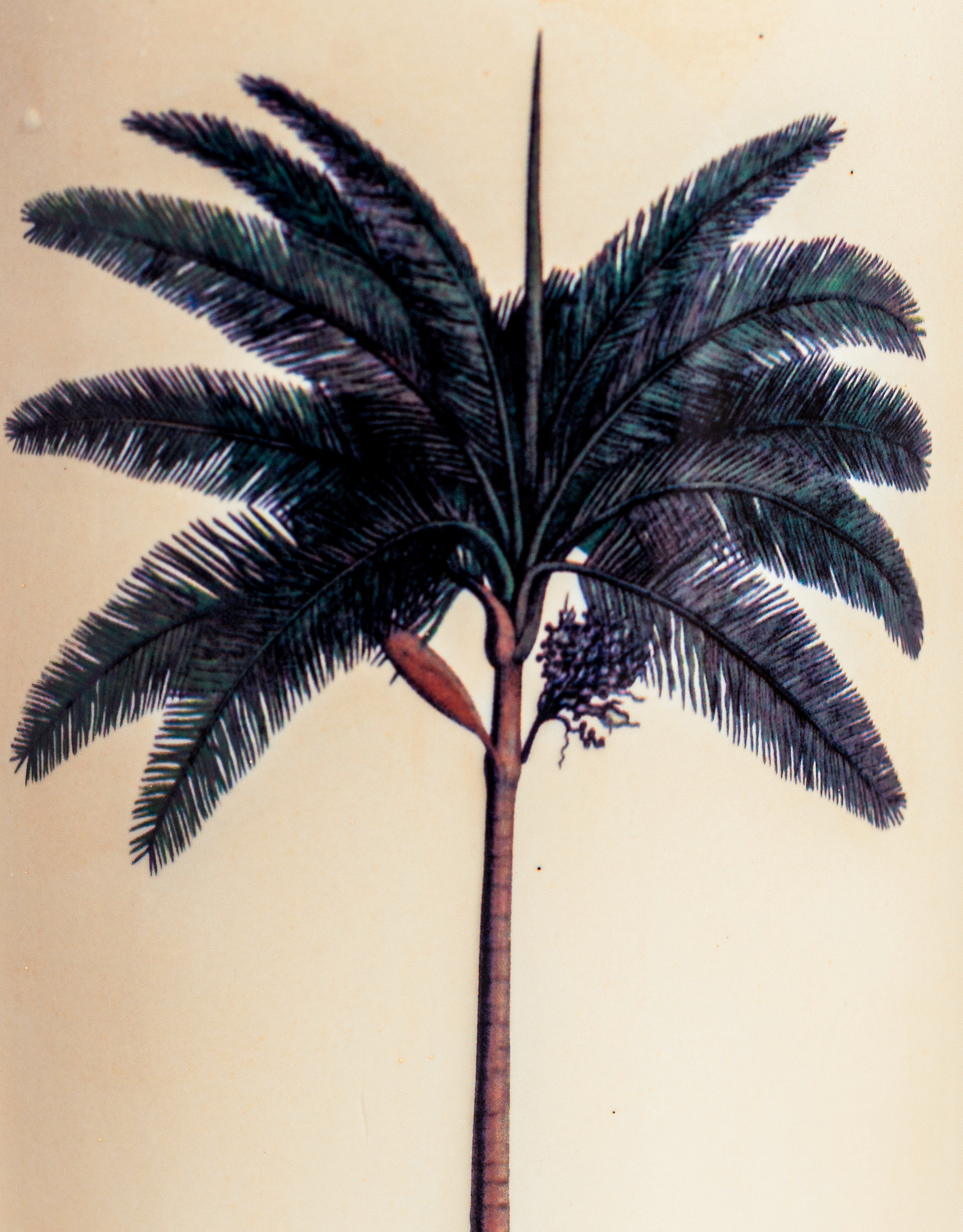 Ceramic Lithograph Palm Tree w/ Royal Seal Umbrella Stand