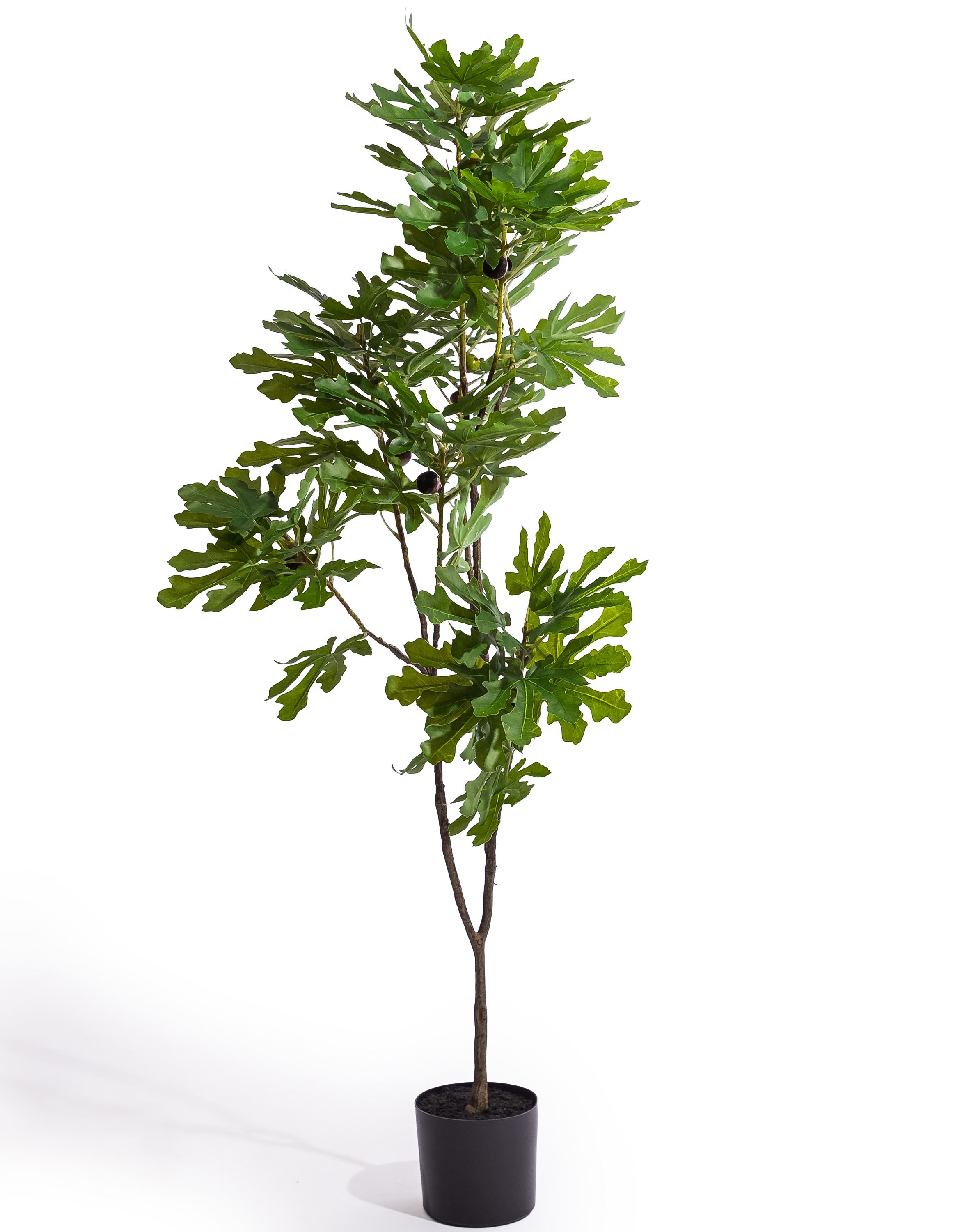 Large Ornamental Potted Fig Tree