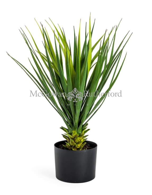Ornamental Potted Yucca Plant (to be bought in qtys of 2)