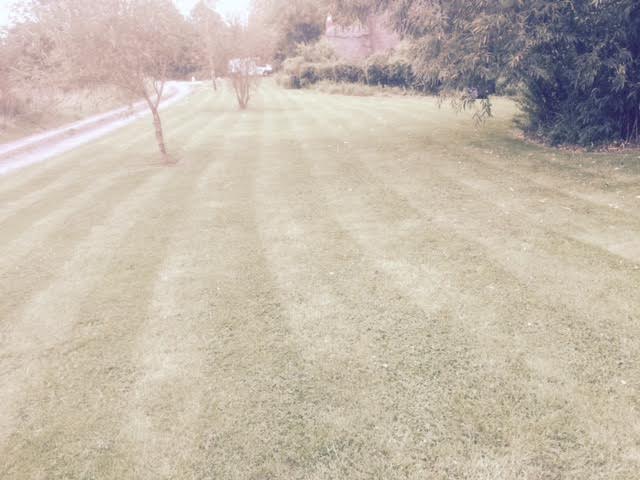Long Lawn in Swindon - Eds Garden Services News