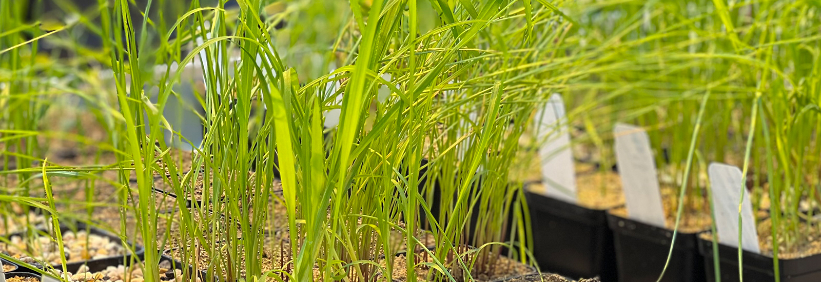 Global Investor | Eight Roads