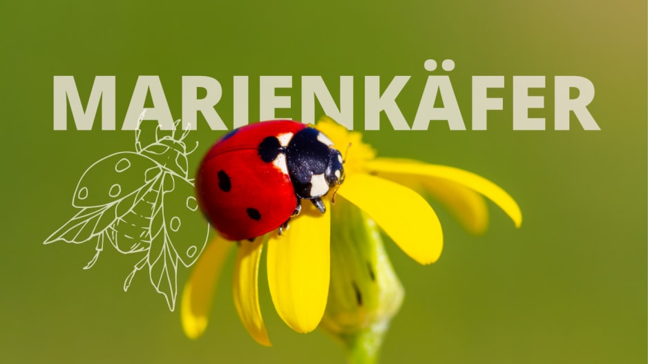 Bedeutung Von Marienkafer